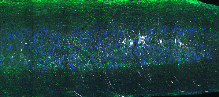 Alvarez Laboratory - Emory SOM - Cell Biology