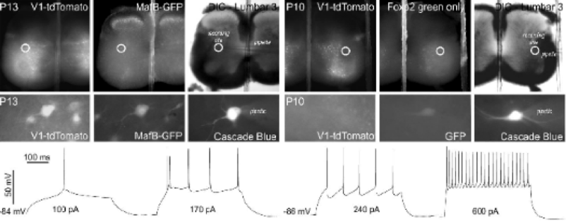 Alvarez Laboratory - Emory SOM - Cell Biology