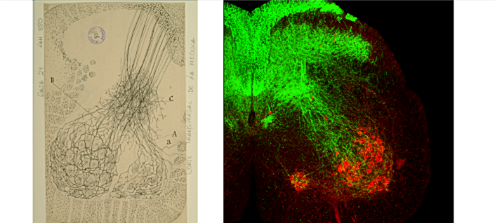 Alvarez Laboratory - Emory SOM - Cell Biology