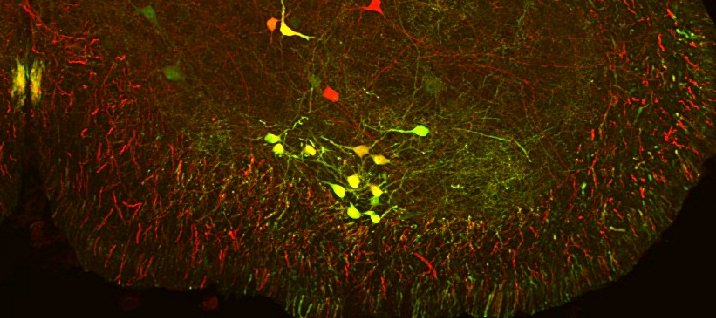 Alvarez Laboratory - Emory SOM - Cell Biology