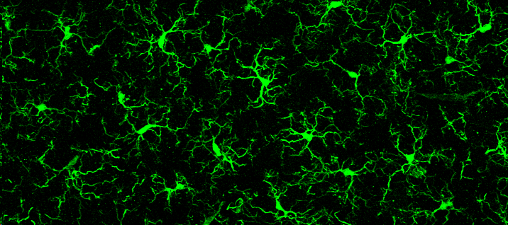 Alvarez Laboratory - Emory SOM - Cell Biology
