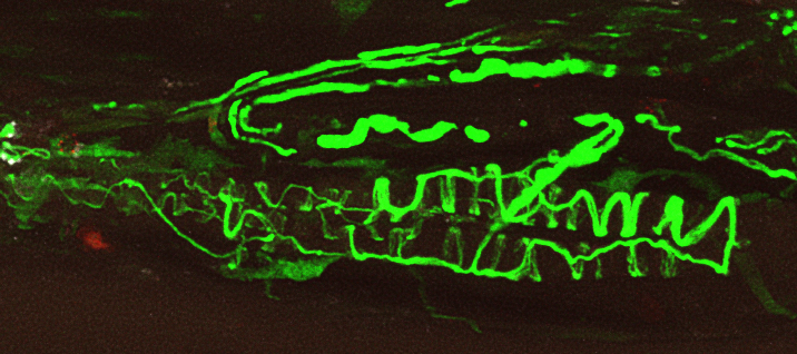 Alvarez Laboratory - Emory SOM - Cell Biology