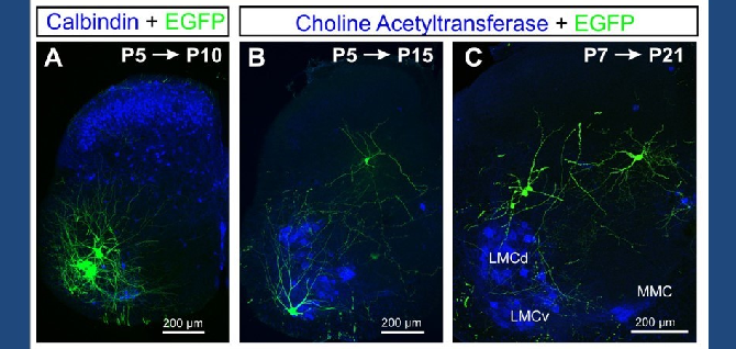 Alvarez Laboratory - Emory SOM - Cell Biology